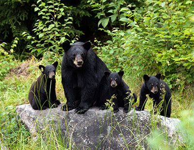 Observation d'Ours - Aventure Inukshuk